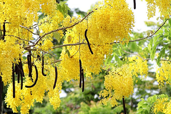 Cassia fistula (Golden shower tree, Kakke Gida) – FTLON