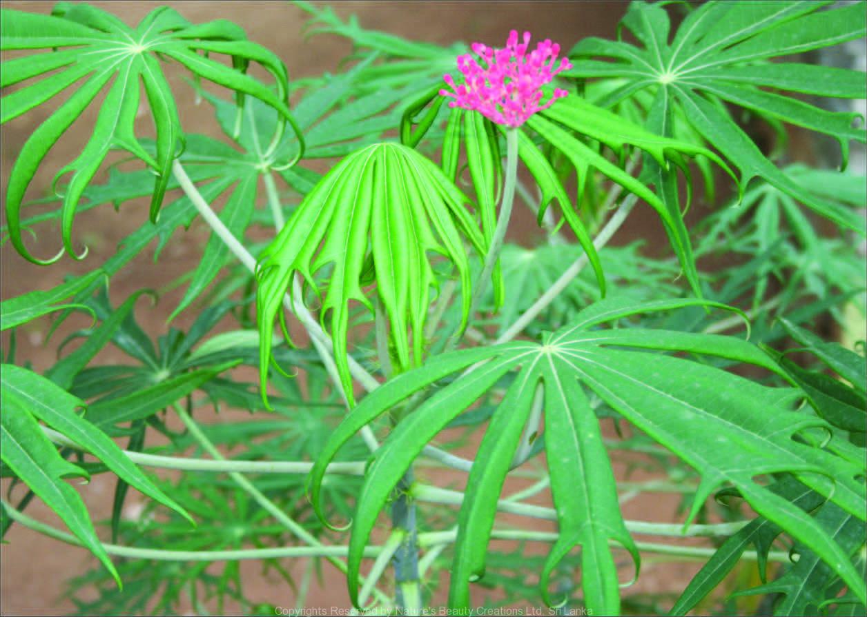 Jatropha multifida - Churakalli (for burns) (Coral plant, (for burns ...
