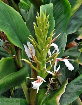 Kampferia galanga -Kacholam (Aromatic Ginger, Kachchura) – FTLON